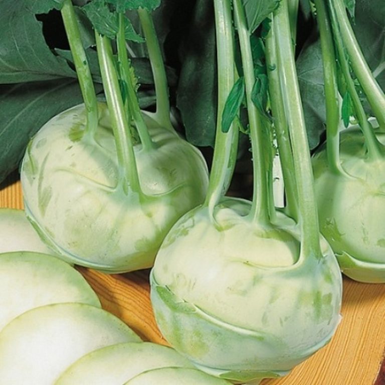 Chou-rave-vert- – AMAP des amarantes